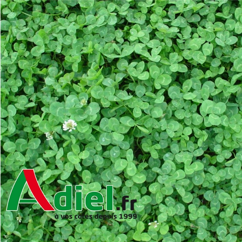 TREFLE FLECHE SAC 10 KG ou TREFLE VESICOLUSUM