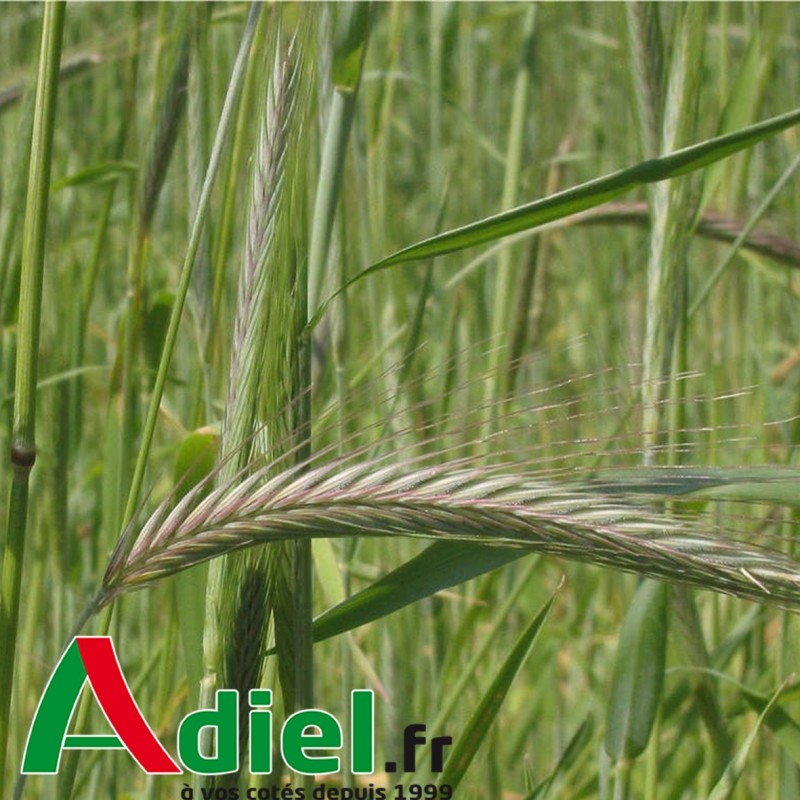 SEIGLE FOURRAGER VITALO