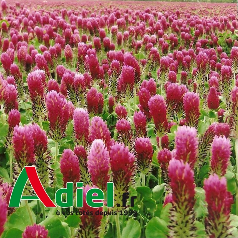 TREFLE INCARNAT DIOGENE 25 KG