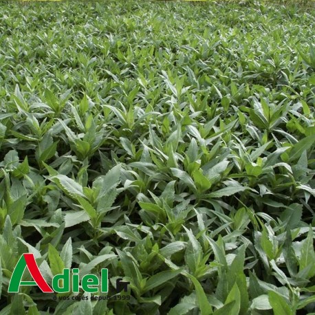 NIGER SAC 25 KG NYGER